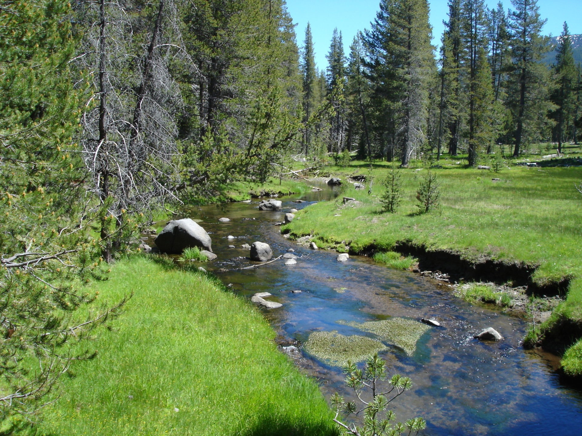 Butte_Creek_water - Pacific Forest Trust