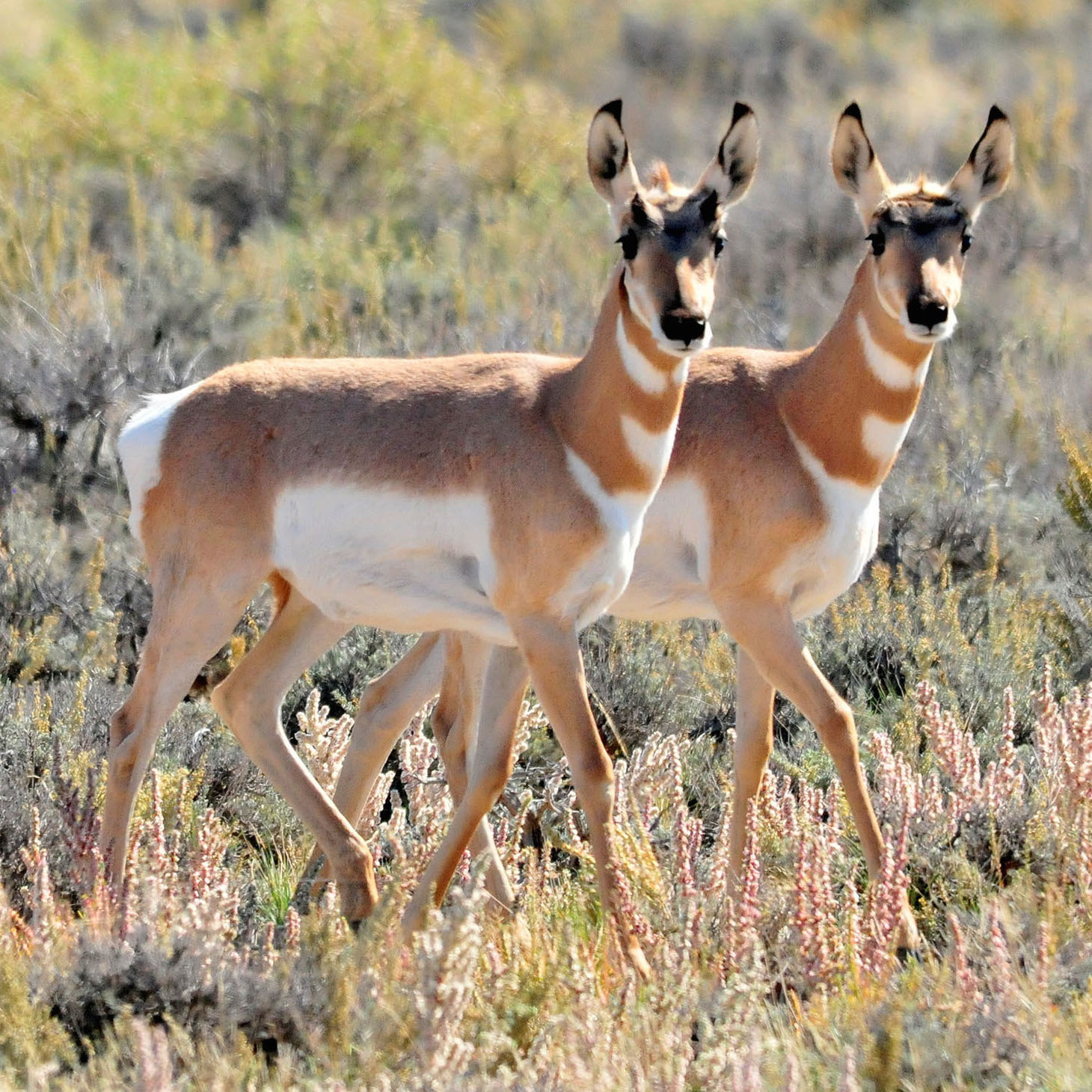 Tom Koerner_USFWS_pronghorn square - Pacific Forest Trust