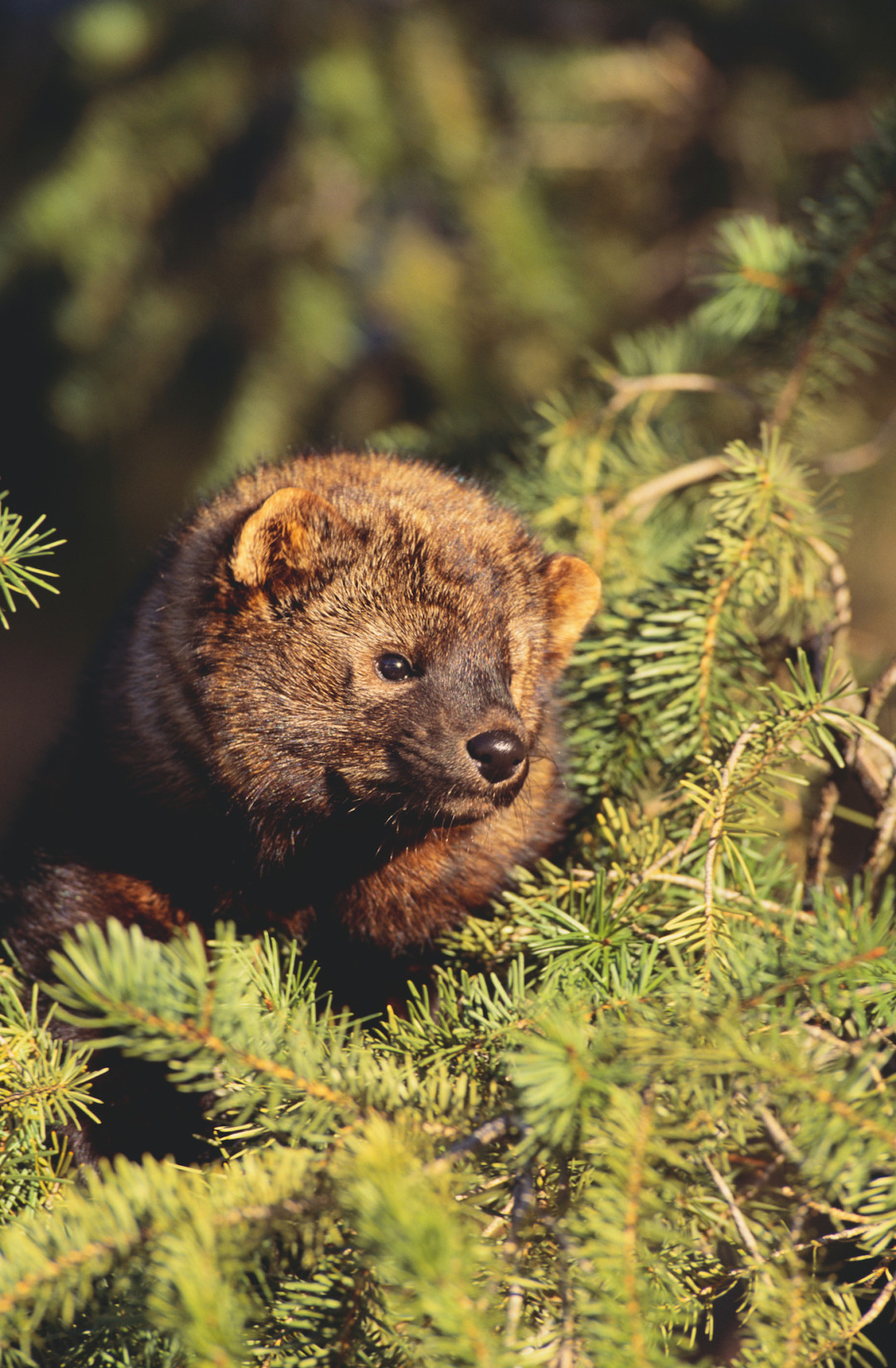 Fisher in Pine Tree - Pacific Forest Trust