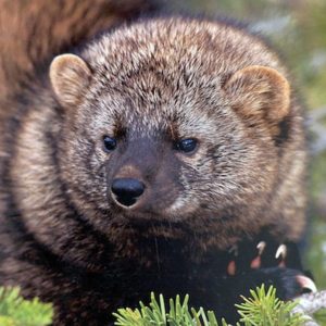 Redwood - Pacific Forest Trust