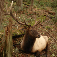 Roosevelt elk - Pacific Forest Trust