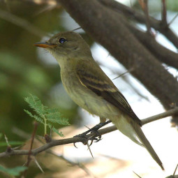 Willow flycatcher - Pacific Forest Trust