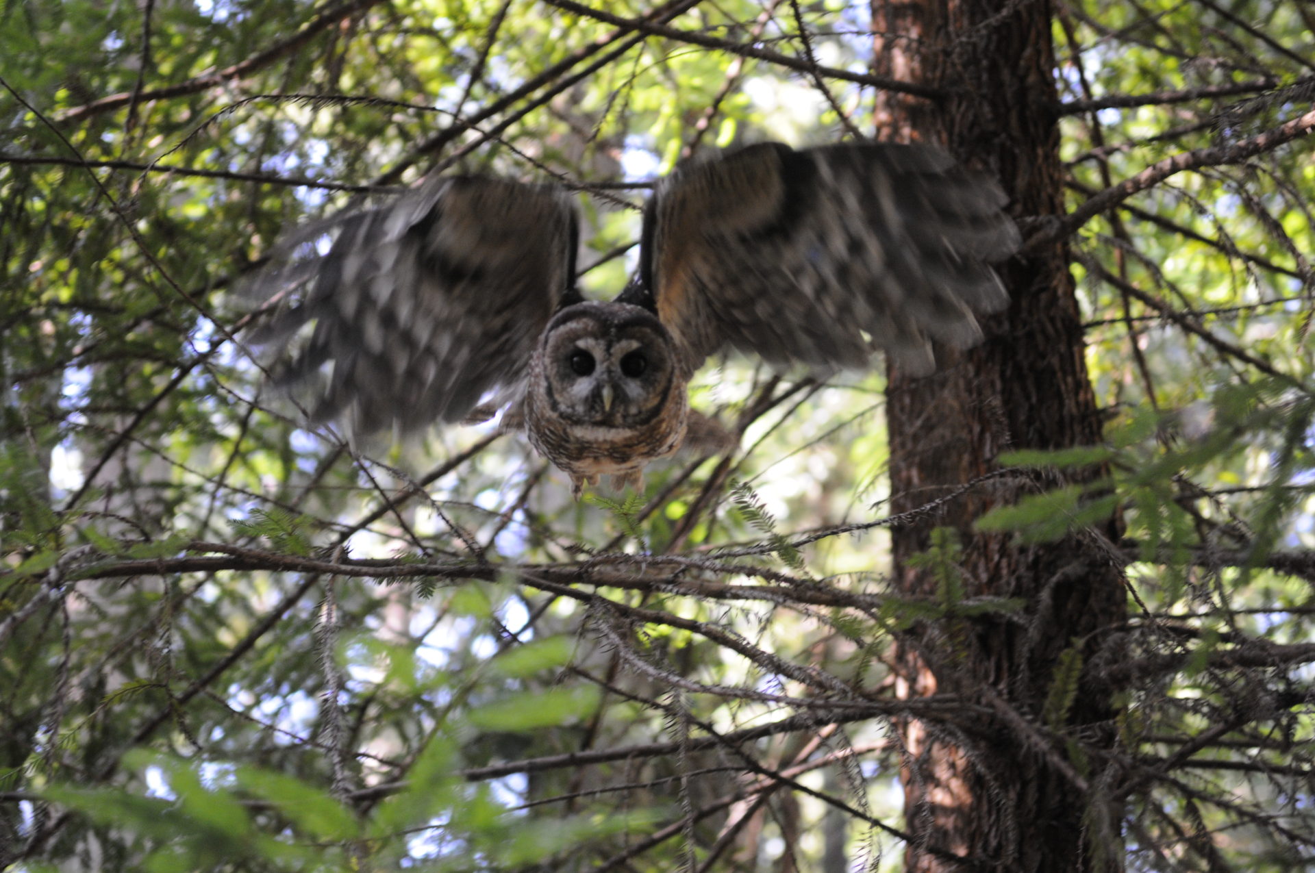 spotted owl - Pacific Forest Trust