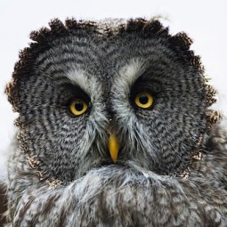 Great Gray Owl - Pacific Forest Trust