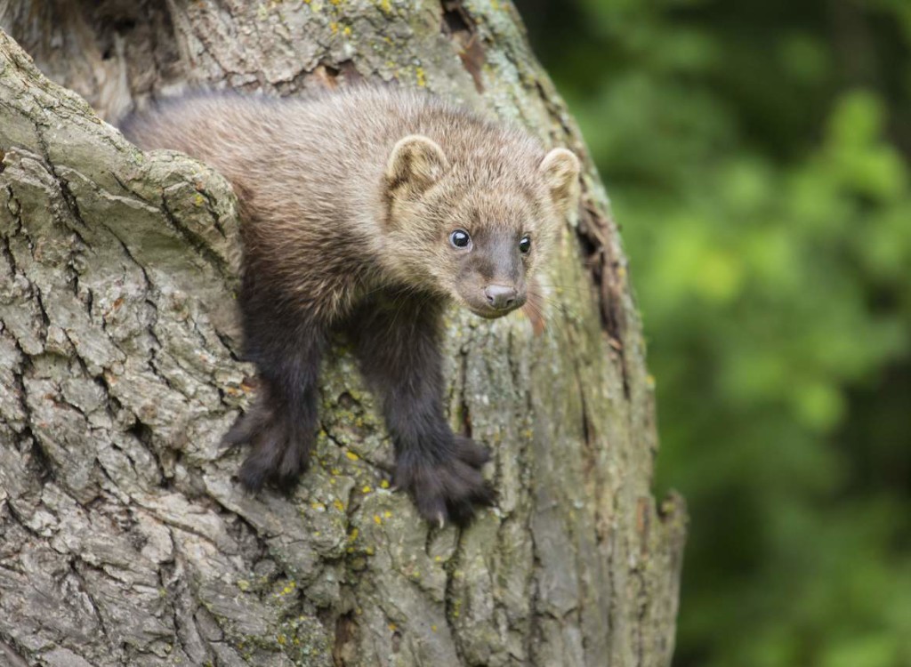 Fisher - Pacific Forest Trust