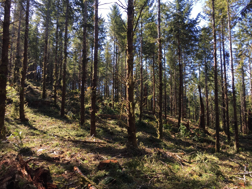 2018: An exciting and exploratory year for the Van Eck Forests ...