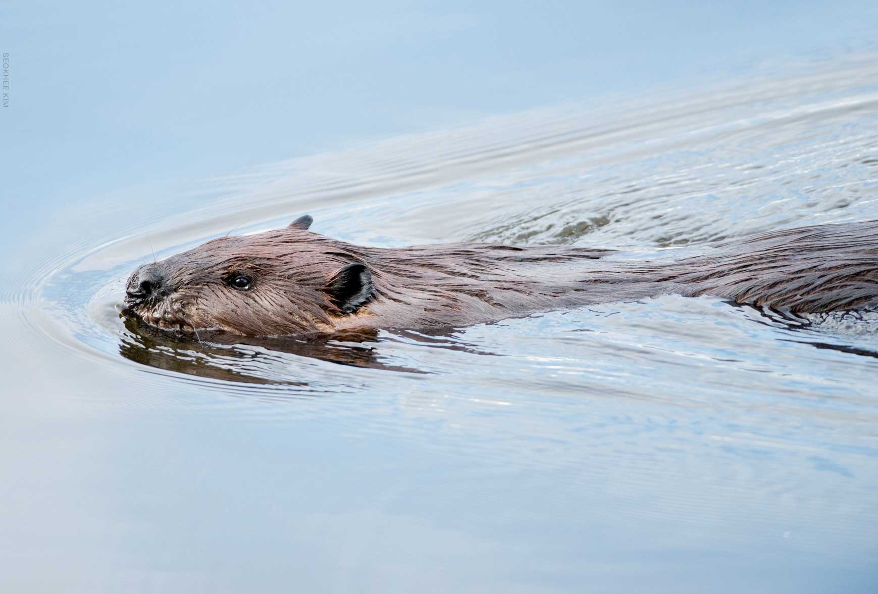 beaver-flickr-cc-crop-8724088377 - Pacific Forest Trust