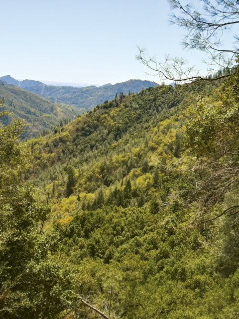 - Pacific Forest Trust