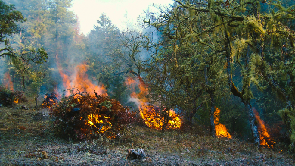BLM Controlled Burn - Pacific Forest Trust