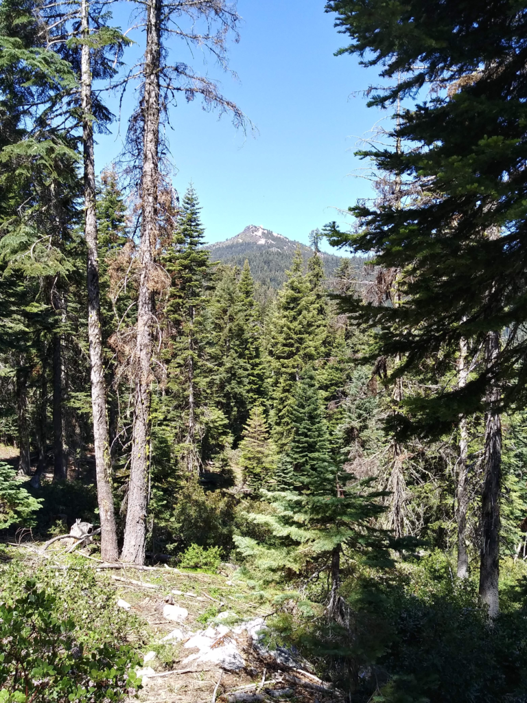 The Mount Ashland Demonstration Forest – A Model For Climate-Resilient ...