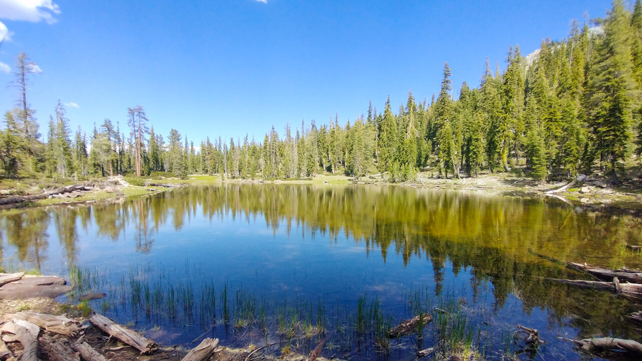 Forest Flash: January 2023 - Pacific Forest Trust