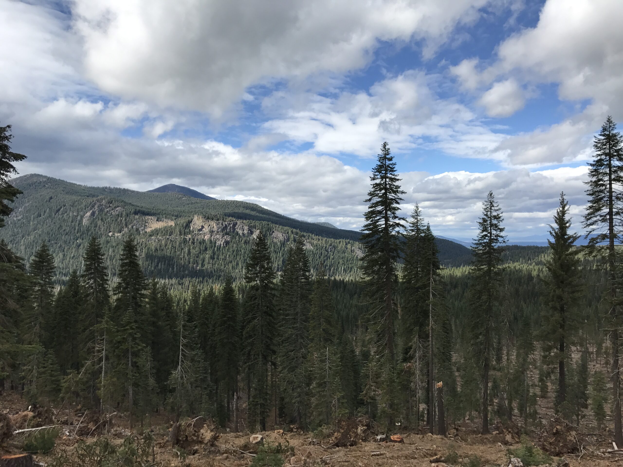 Forest Flash: February 2023 - Pacific Forest Trust