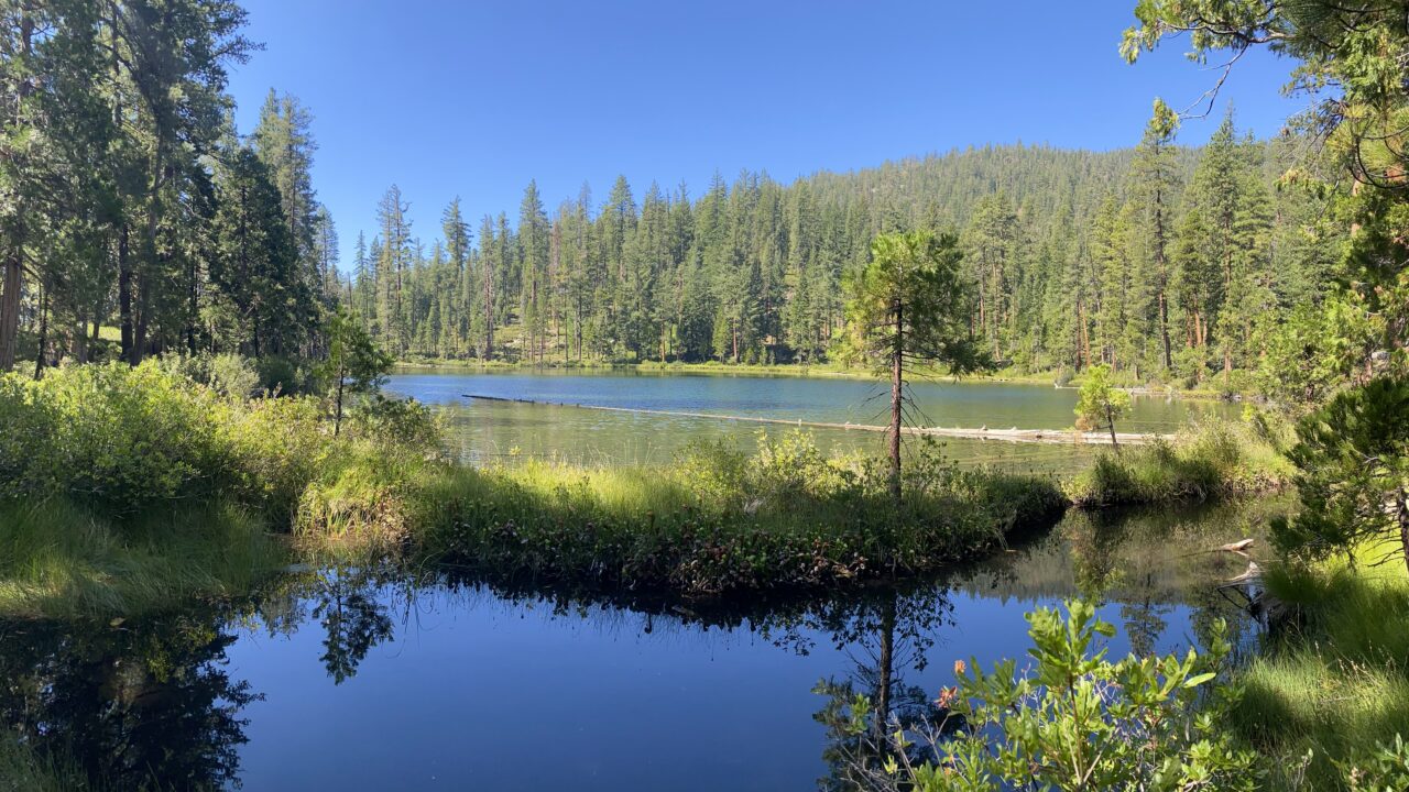 Forest Flash: May 2024 - Pacific Forest Trust