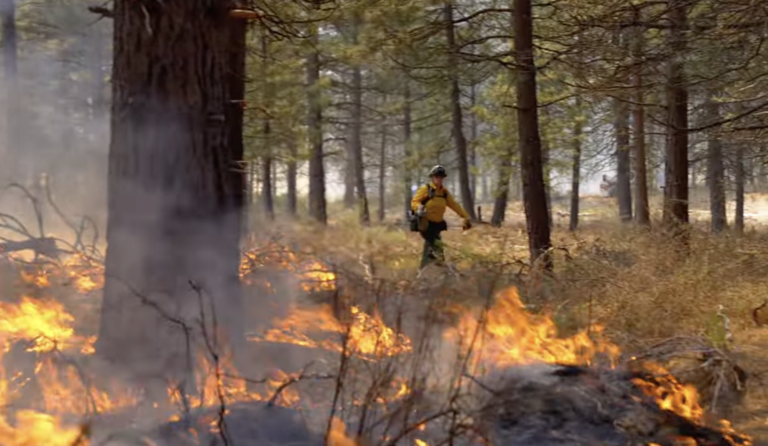 Pioneering Large-Scale Prescribed Fire for Healthy Private Working ...