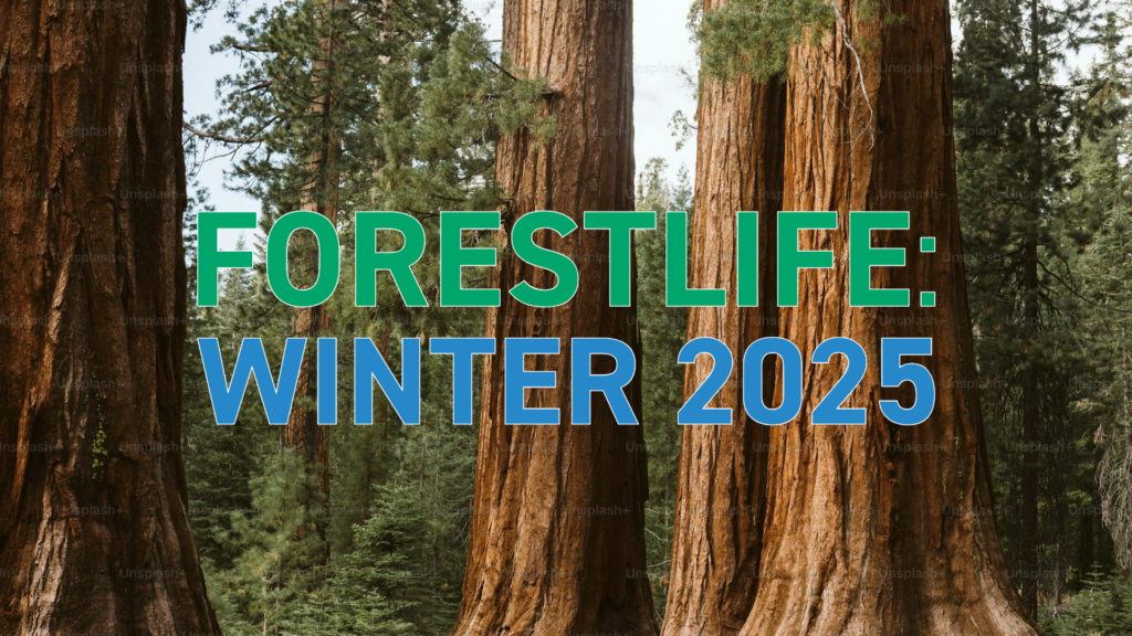 Documenting the Tallest Trees: A Conversation with Michael Taylor ...